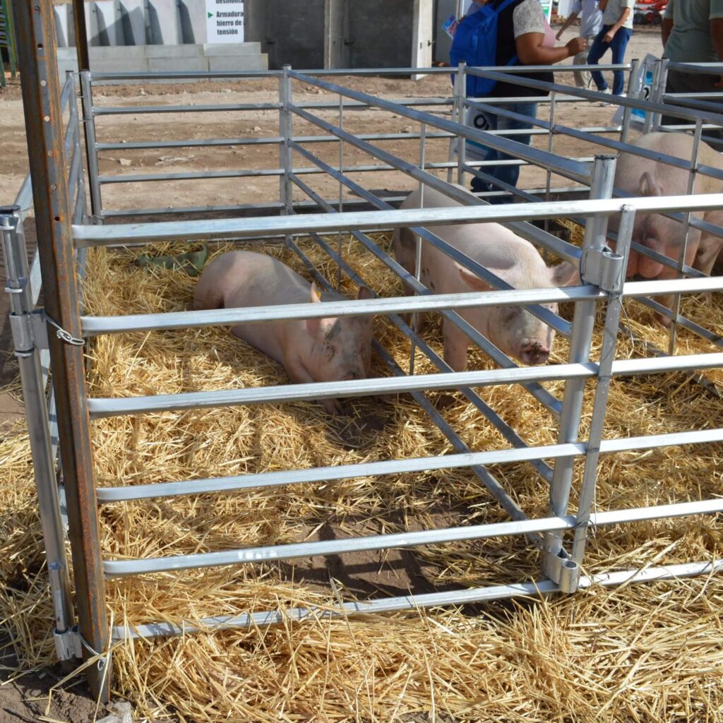 Corral porcino – Mecano Ganadero